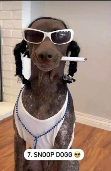 Share the Fun: Top 40 Funny Dog Photos You Can't Miss!