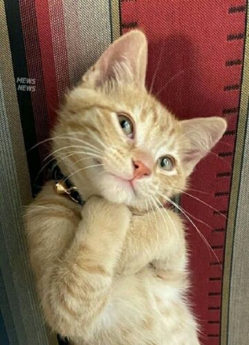 "Paws and Giggles: Cats Who Know How to Make You Smile"