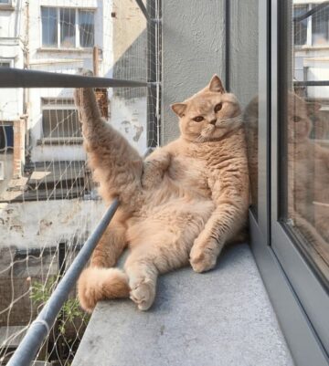 "Paws and Giggles: Cats Who Know How to Make You Smile"