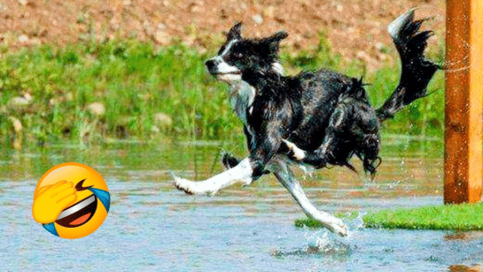 Share the Fun: Top 40 Funny Dog Photos You Can't Miss!