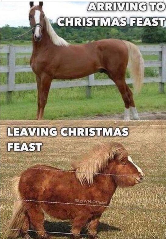 "Horsing All the Laughs: The Best Horse Memes Ever"