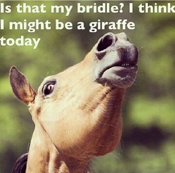 "Horsing All the Laughs: The Best Horse Memes Ever"