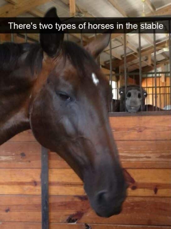 "Horsing All the Laughs: The Best Horse Memes Ever"