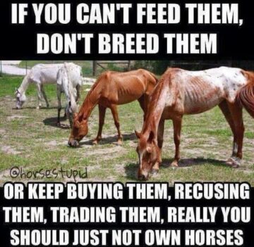 "Horsing All the Laughs: The Best Horse Memes Ever"