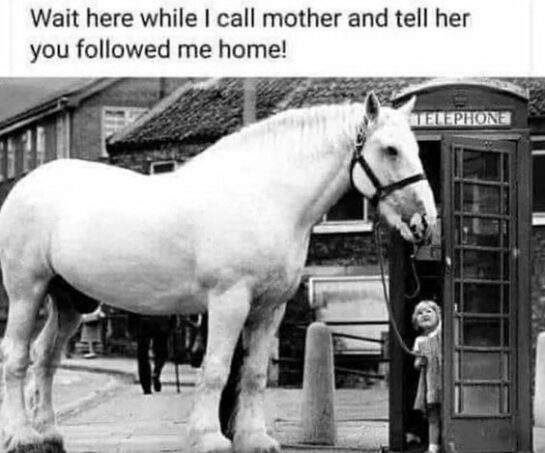 "Horsing All the Laughs: The Best Horse Memes Ever"