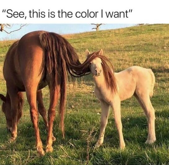 "Horsing All the Laughs: The Best Horse Memes Ever"