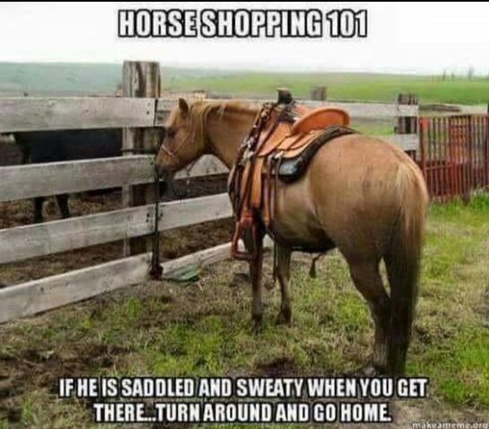 "Horsing All the Laughs: The Best Horse Memes Ever"