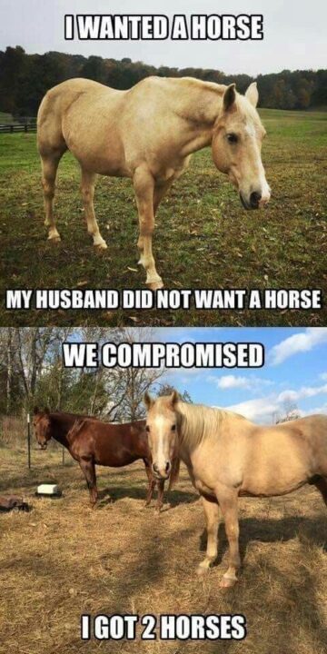 "Horsing All the Laughs: The Best Horse Memes Ever"