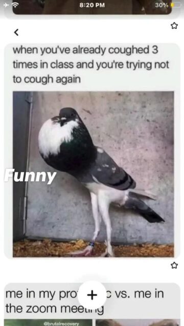 "Meme Magic: The Funniest Internet Jokes of the Year"