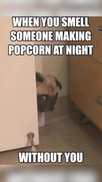 "Meme Magic: The Funniest Internet Jokes of the Year"
