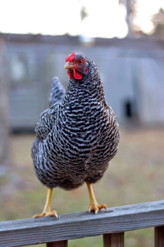 How To Identify The Most Common Pets In The US