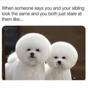Laughing with Sis: The Ultimate Sisterly Memes