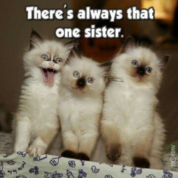 Laughing with Sis: The Ultimate Sisterly Memes
