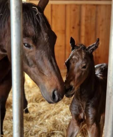 How to Handle the Aftermath of an Equine Birth
