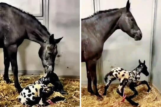 How to Handle the Aftermath of an Equine Birth