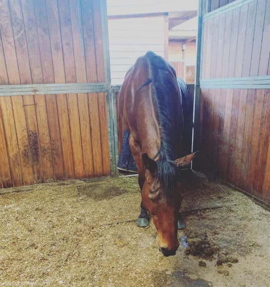 How to Handle the Aftermath of an Equine Birth