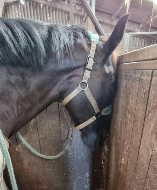 How to Handle the Aftermath of an Equine Birth