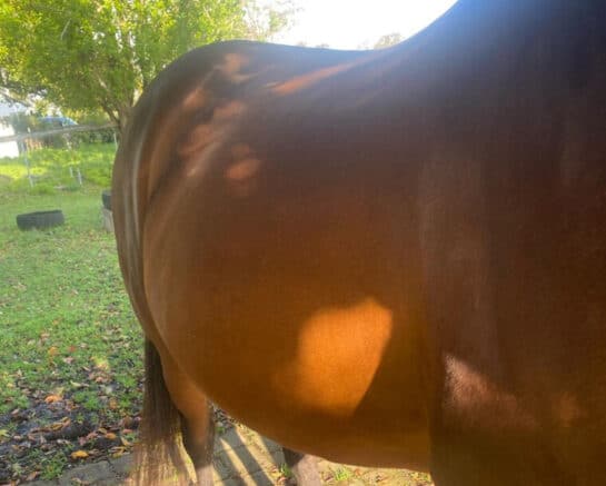 How to Handle the Aftermath of an Equine Birth
