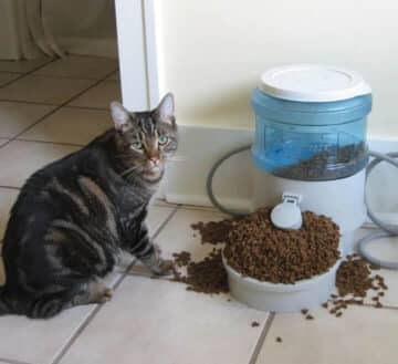 The Ultimate Guide to Becoming a Better Cat