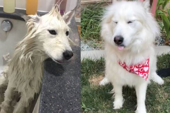 How to Make Animal Lovers Laugh with These Perfectly Timed Photos