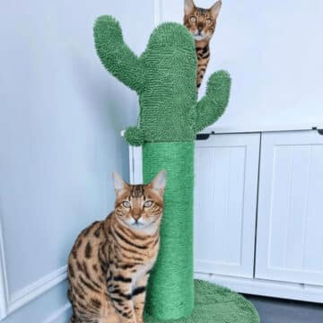 The Ultimate Guide to Becoming a Better Cat