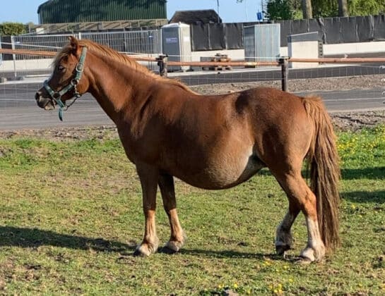 How to Handle the Aftermath of an Equine Birth
