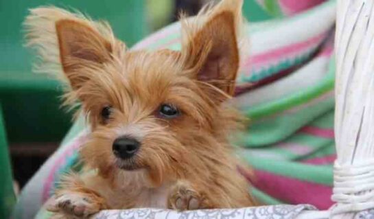 How to Utilize a Dog to Save a Pregnant Woman's Life