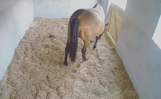 How to Handle the Aftermath of an Equine Birth