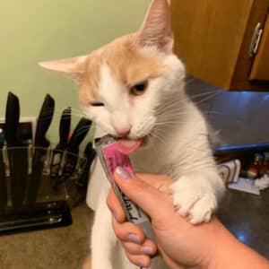 The Ultimate Guide to Becoming a Better Cat