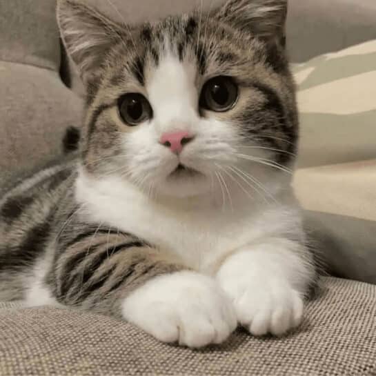 The Ultimate Guide to Becoming a Better Cat