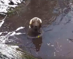 How to Find the Funniest Dogs That Will Make You Laugh Out Loud