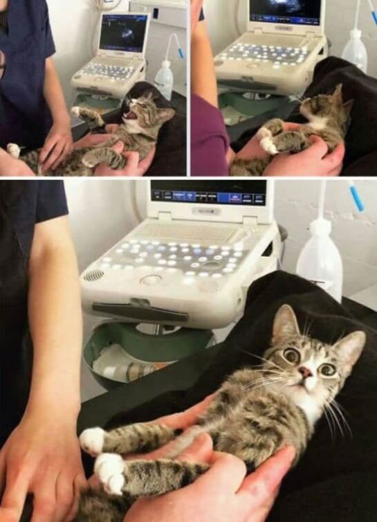 How to Share Cat Photos That Will Melt Anyone's Heart