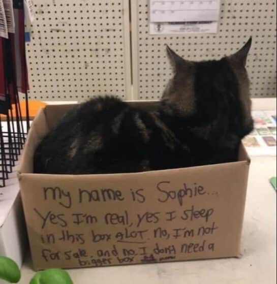How to Share Cat Photos That Will Melt Anyone's Heart