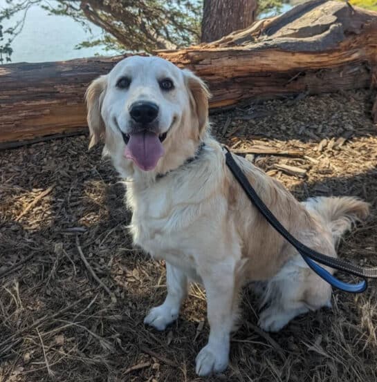 How to Help Someone Achieve Positive Doggie Behavior