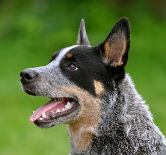 The Ultimate Guide to the World's Most Intelligent Dog Breeds