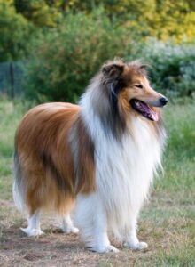 The Ultimate Guide to the World's Most Intelligent Dog Breeds