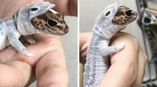 How to Capture Animals Doing Something Hilariously Silly