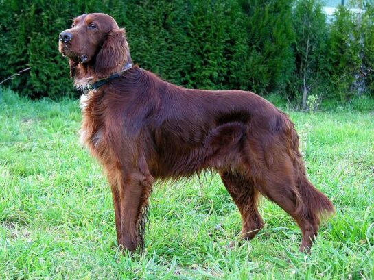 The Ultimate Guide to the World's Most Intelligent Dog Breeds