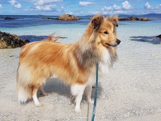 The Ultimate Guide to the World's Most Intelligent Dog Breeds