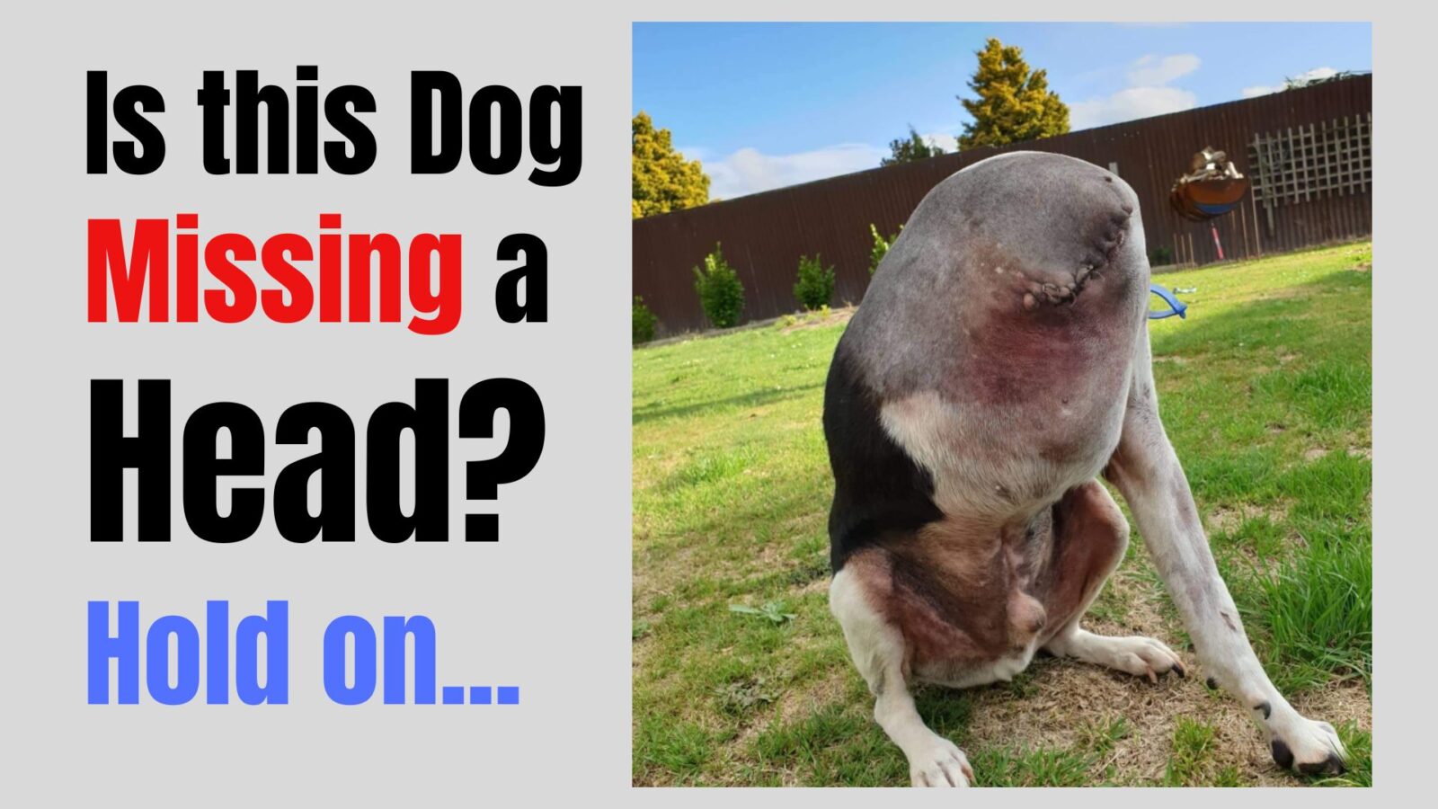 People Are Confused Over This Photo Of A ‘Headless’ Dog