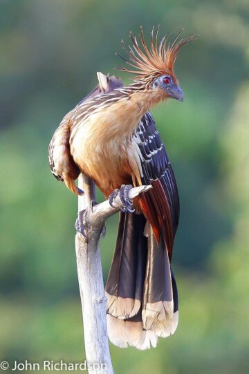 10 Funniest Birds That Will Make You Laugh