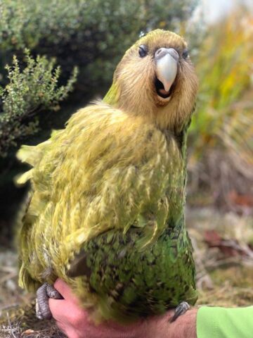 10 Funniest Birds That Will Make You Laugh