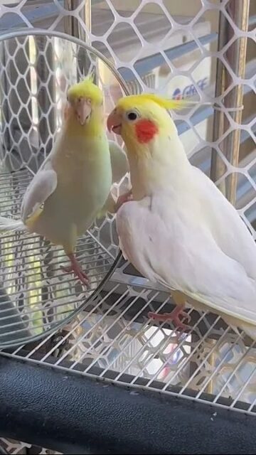 10 Funniest Birds That Will Make You Laugh