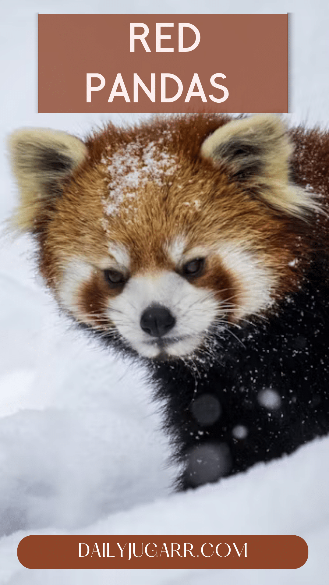 15 Cute Animals To Melt Your Heart