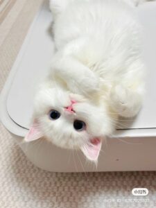 Cuteness Overload: Meet the White Cat with the Cutest Gestures