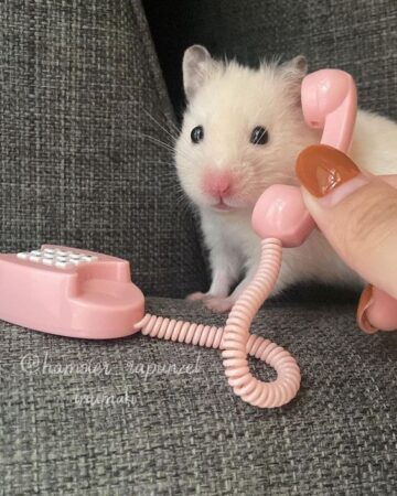 Adorable Rats That Will Change Your Mind About Pet Rats