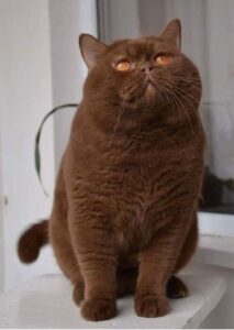 A Closer Look at the Dark Brown Pfp Cats: Nature's Masterpieces