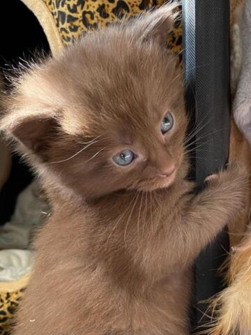 A Closer Look at the Dark Brown Pfp Cats: Nature's Masterpieces