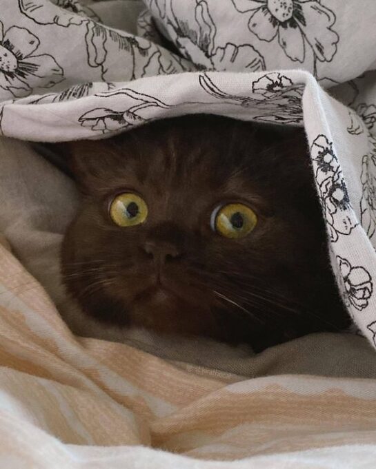 A Closer Look at the Dark Brown Pfp Cats: Nature's Masterpieces