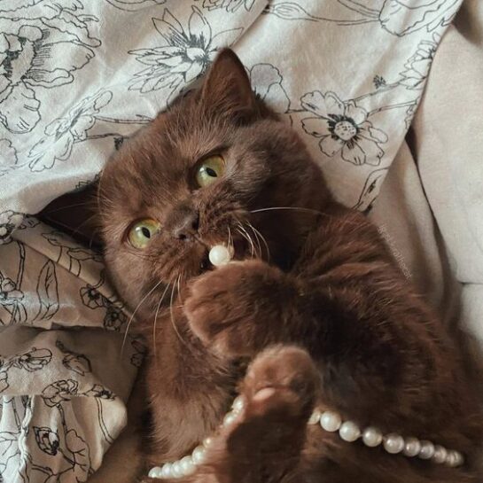 A Closer Look at the Dark Brown Pfp Cats: Nature's Masterpieces